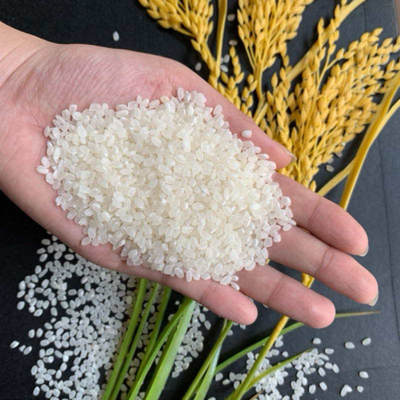 REPACK Sakura Sushi Calrose Rice 1KG 日本寿司米 珍珠米 | Shopee Malaysia