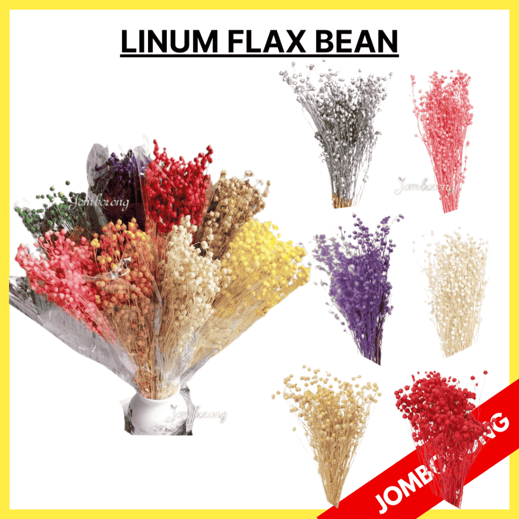 (50G) LINUM FLAX BEAN linseed Dried Dry Preserved Flower Bouquet Plant ...