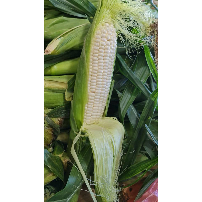 Cameron Pearl Sweet Corn 3 pcs 1 set | Shopee Malaysia