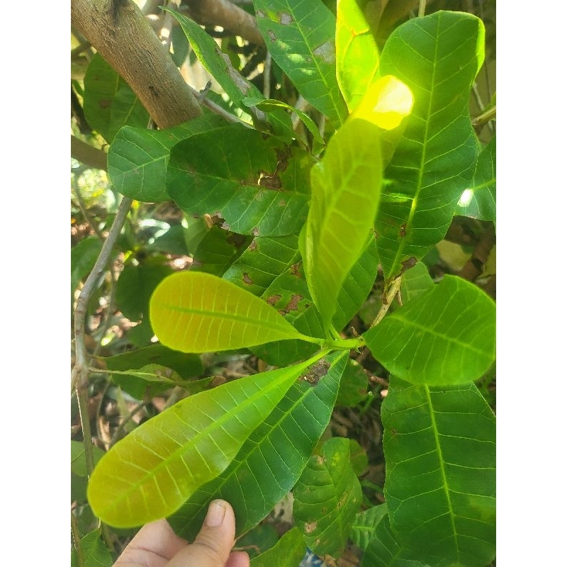 ulaman daun limau purut segar pucuk ketereh gajus ulam raja kaduk ...