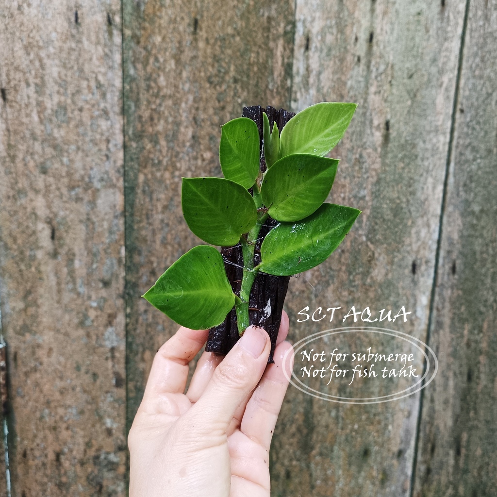 Rhaphidophora Hayi (Shingle plant )-on wood/Gardening plant/ paludarium ...