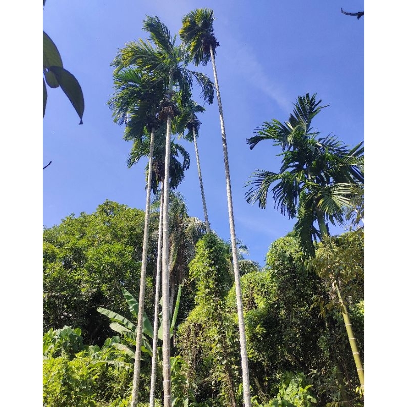 ANAK POKOK PINANG KAMPUNG | Shopee Malaysia