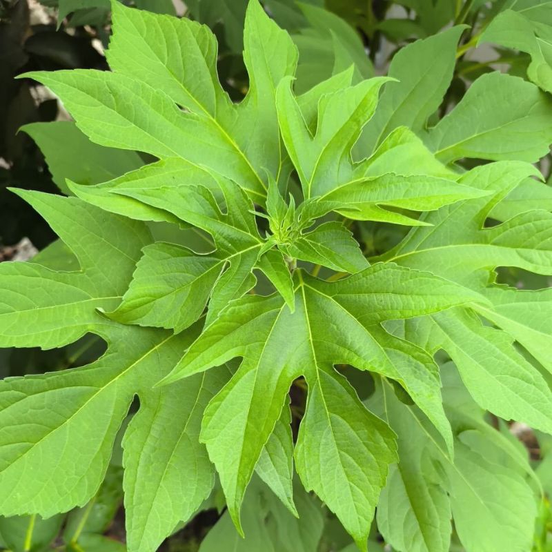 (Ubat Kencing Manis/Darah Tinggi)5 Batang Keratan Pokok Insulin ...