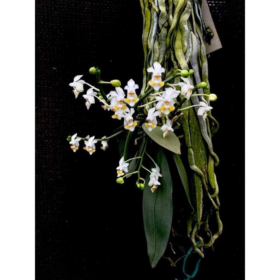 Orchid Phalaenopsis gibbosa | Shopee Malaysia