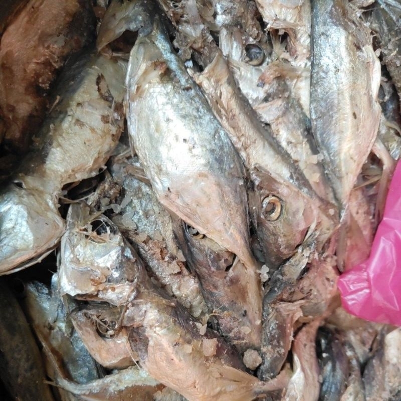 IKAN PEKASAM ( BUDU ) FRESH KELANTAN 500GRAM | Shopee Malaysia
