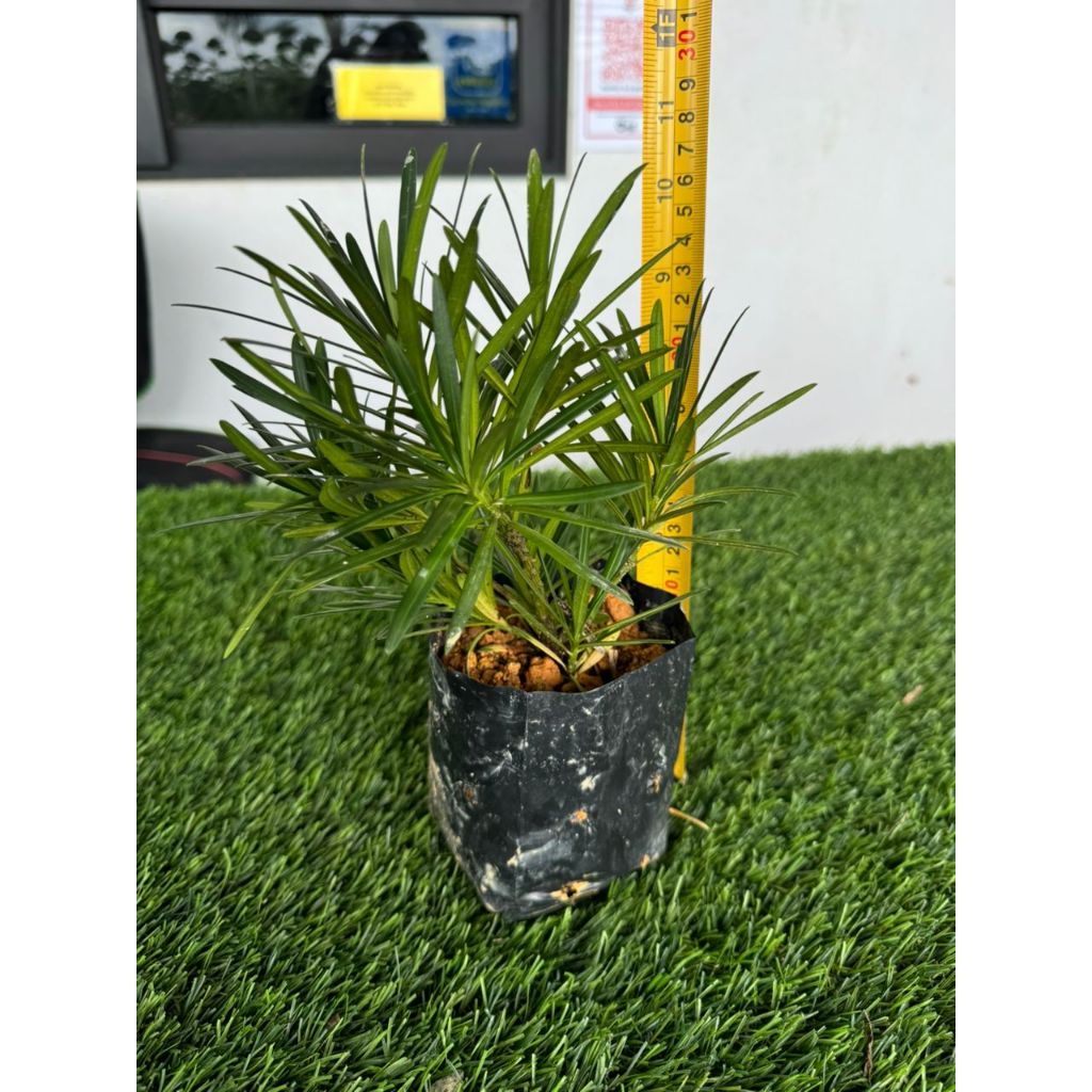 LUO HAN SONG YOUNG/PODOCARPUS MACROPHYLLUS | Shopee Malaysia