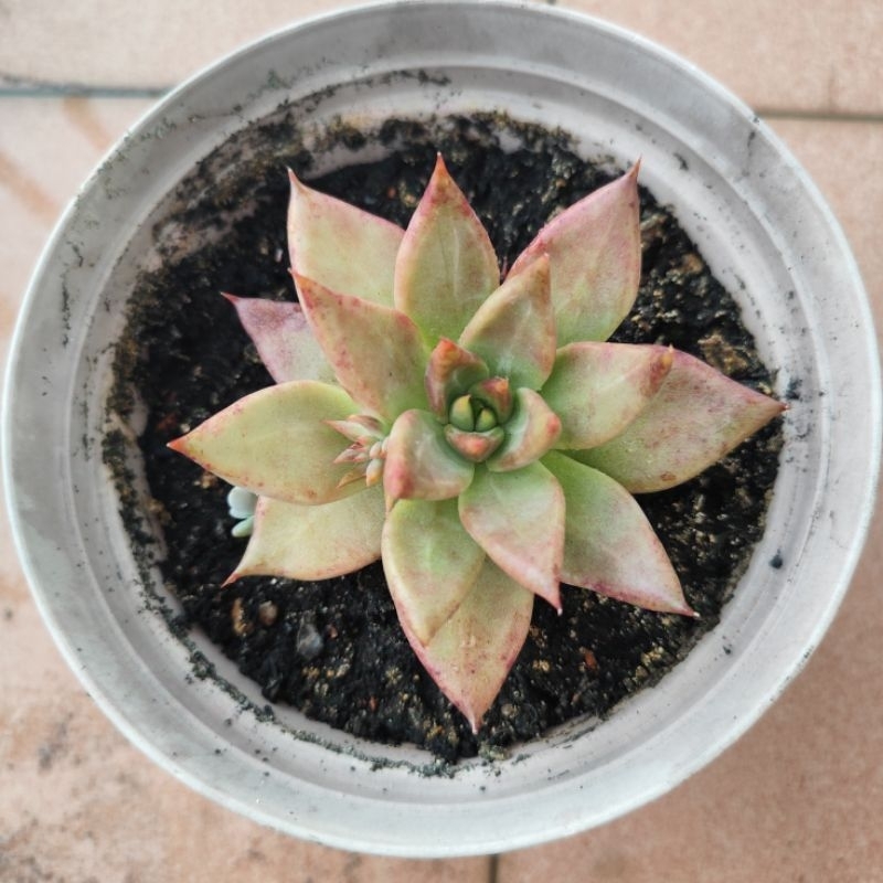 灵魂多肉 echeveria psyche succulent live plant without brown pot (22cm pot ...