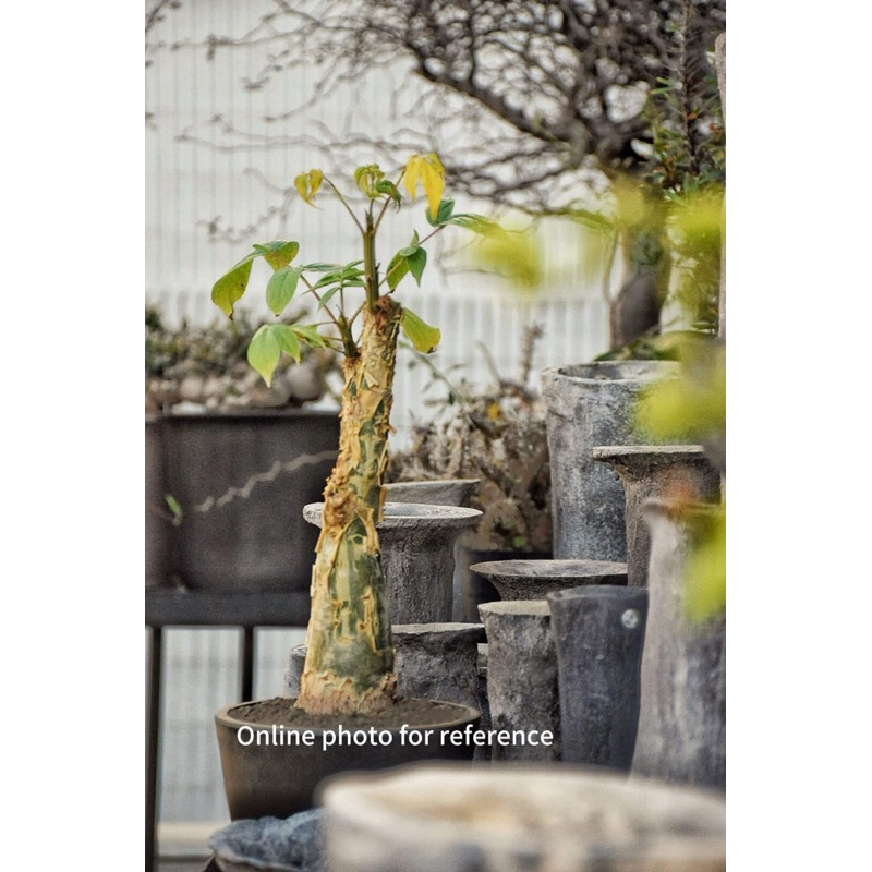 Commiphora unilobata 有你没药 | Shopee Malaysia