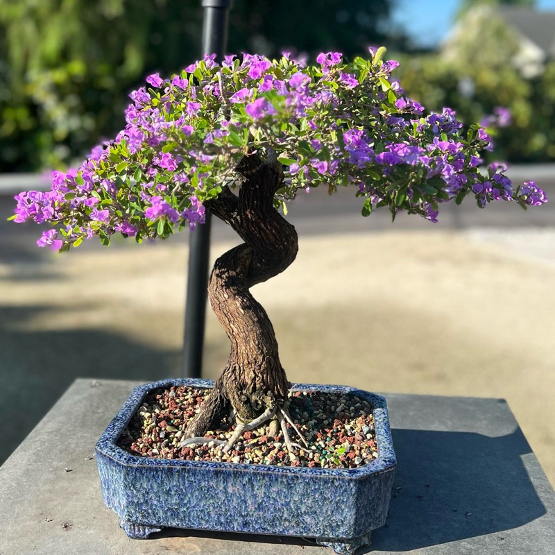 🔥OUTDOOR🔥 VIETNAMESE BLUE BELL TREE / Trifidacanthus Unifoliolatus ...