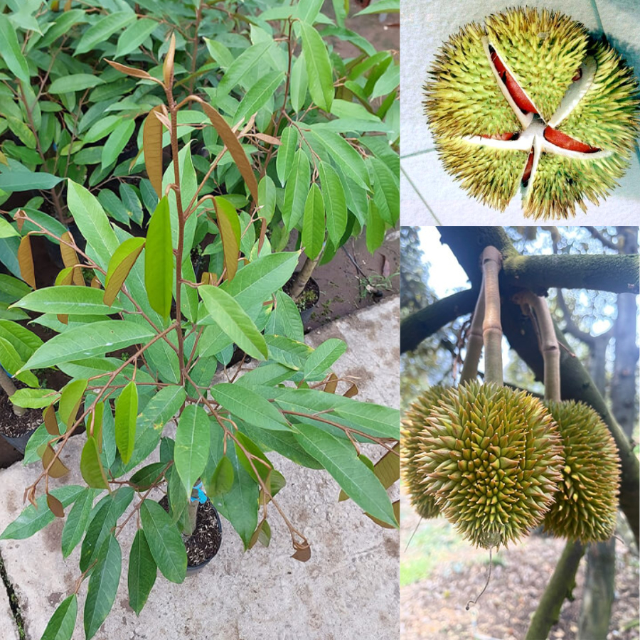 Anak Pokok durian usus merah, anak pokok hybrid durian standard F1 ...