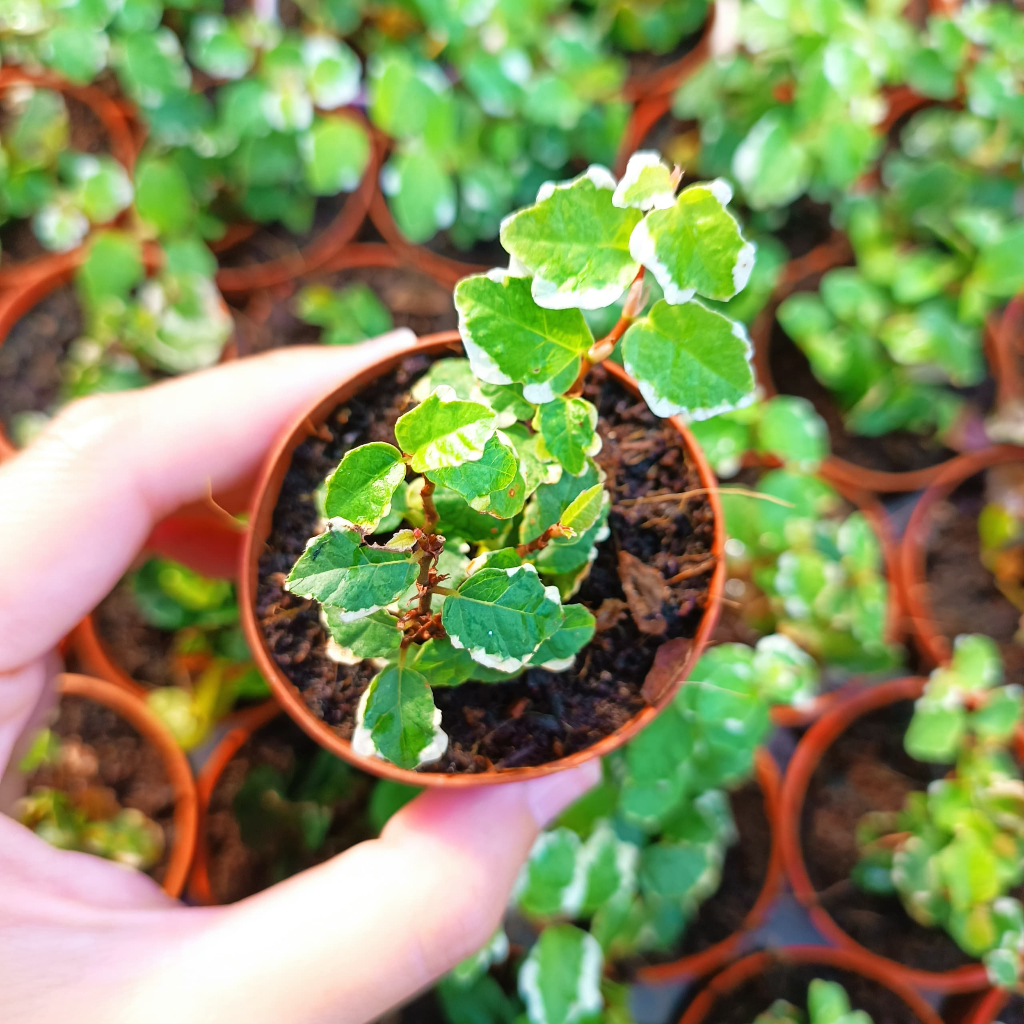 LUSHECO-Ficus Pumila Yellow Green/ Green/ Sunny White (Variegated) With ...