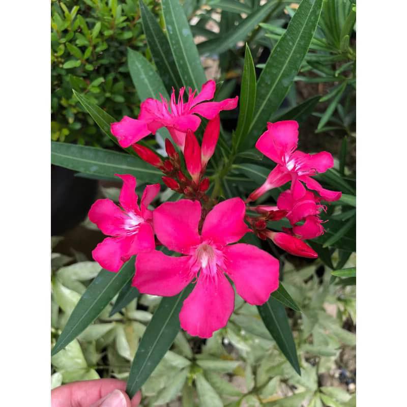 anak pokok Oleander dalam polibeg | Shopee Malaysia
