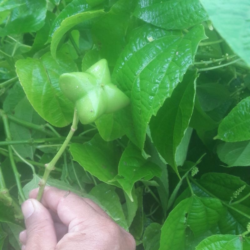 70 HELAI LEBIH DAUN SACHA INCHI SEGAR. | Shopee Malaysia