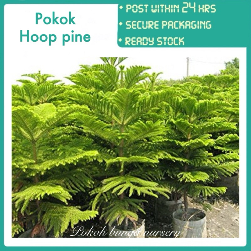 PBN - pokok hoop pine - araucalia cunninghamii colonial dorrigo moreton ...