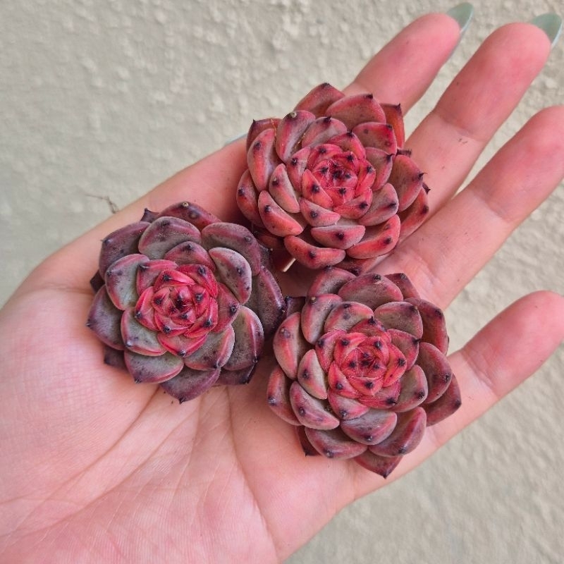 Succulent 多肉- Echeveria StarLight Jenny 星光珍妮 (3cm+-) | Shopee Malaysia