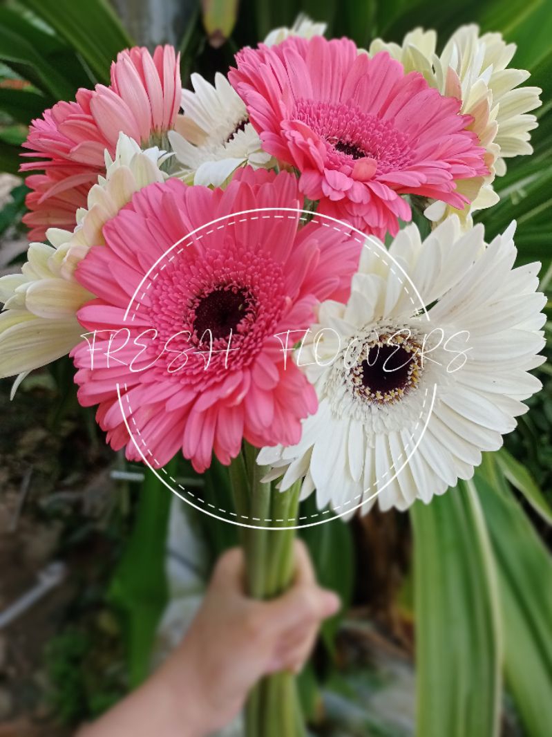 Fresh Gerbera/Daisy from farm of Cameron Highlands 非洲菊 Mix Pink + White (10 stems/bundle ...