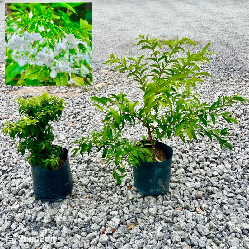🔥WANGI🔥 POKOK JELITI / Wrightia Religiosa / Fine Leaf / Daun Kecil ...