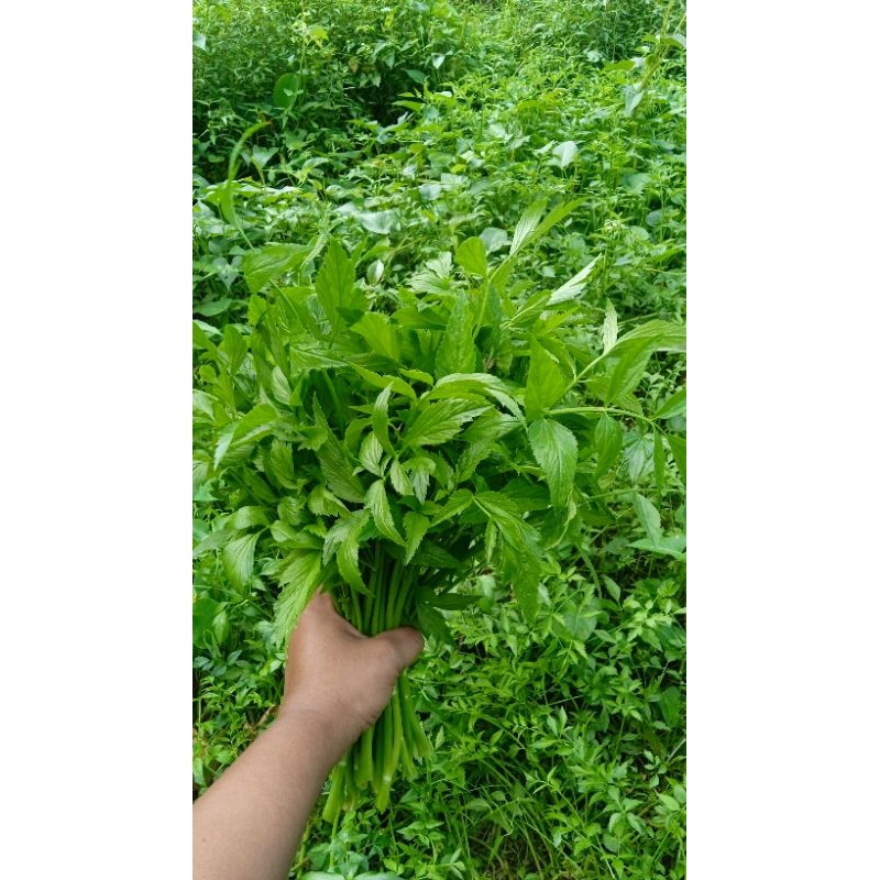 Pucuk selom.Daun selom.Ulam .Organik tiada semburan bahan kimia ...