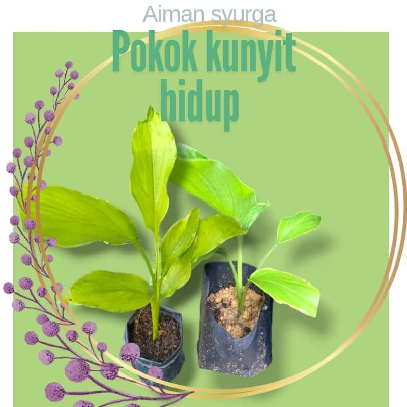 pokok kunyit, hidup dalam polibeg | Shopee Malaysia