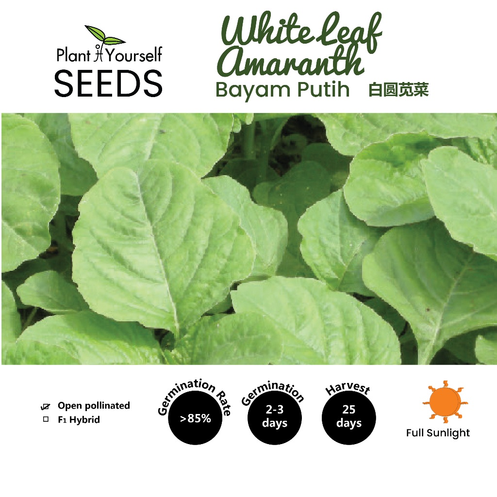 SEEDS White Leaf Amaranth 白圆苋菜 Bayam Putih (11g | 35g | 110g) | Shopee ...