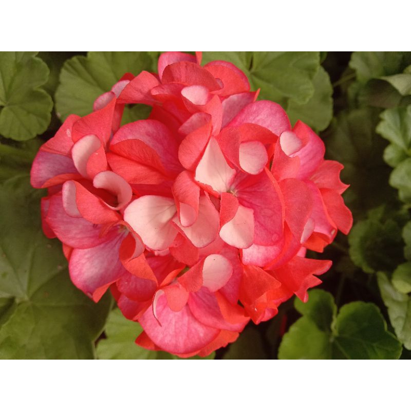 🔥🔥Geranium Mix Color🔥🔥 | Shopee Malaysia