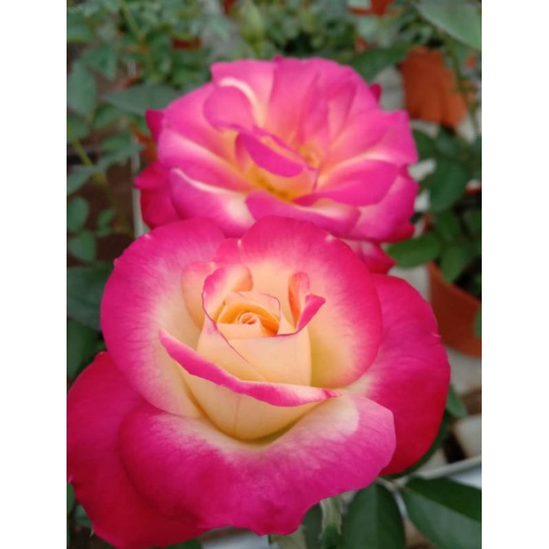 🔥🔥Mini Rose Mix Color🔥🔥 | Shopee Malaysia