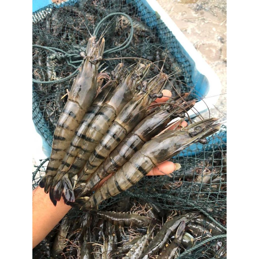 EXPORT QUALITY 21/25 TIGER PRAWN XL 1KG | Shopee Malaysia