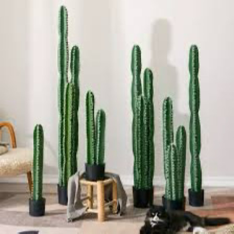 COWBOY KAKTUS Cereus Cactus XXL | Shopee Malaysia