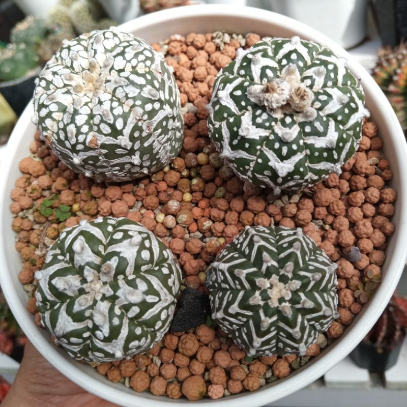 Astrophytum V types combo all in one pots 002 cactus | Shopee Malaysia