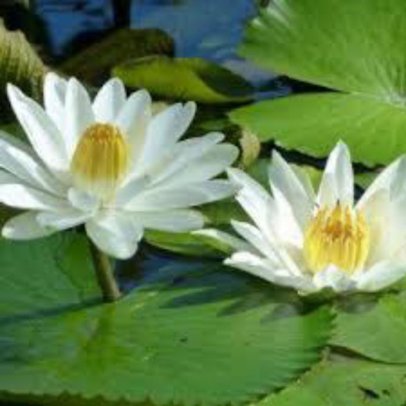 Pokok Hidup Teratai Putih | Shopee Malaysia