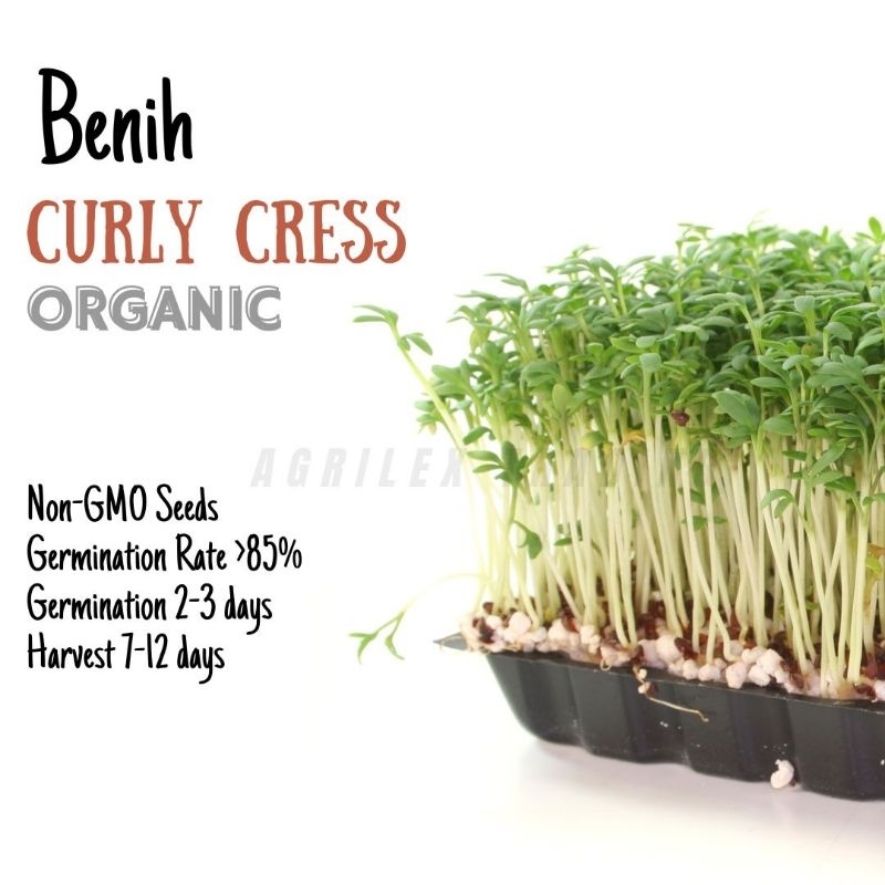 BENIH Microgreen Curly Cress | Curly Cress Seeds | Shopee Malaysia
