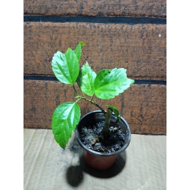 Anak Pokok Bunga Raya Merah/Hibiscus | Shopee Malaysia