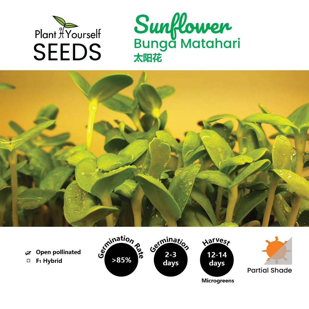 BENIH Bunga Matahari Mikrohijau / SEEDS Sunflower Microgreens / 种子 ...