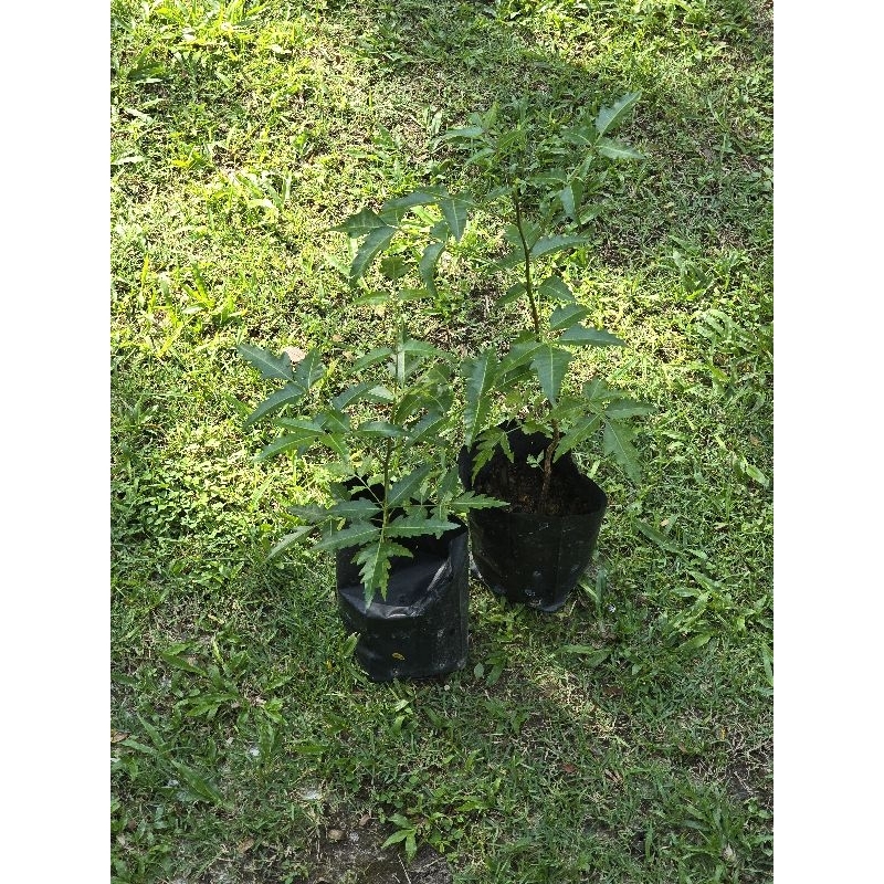 Anak pokok Neem / Pokok Semambu / Veppilai Kannu | Shopee Malaysia