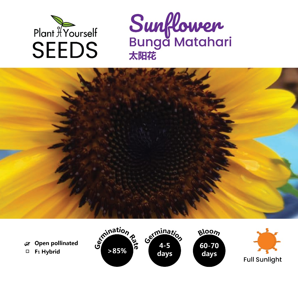 [19g] BENIH Bunga Matahari / SEEDS Sunflower / 种子 - 太阳花 | Shopee Malaysia