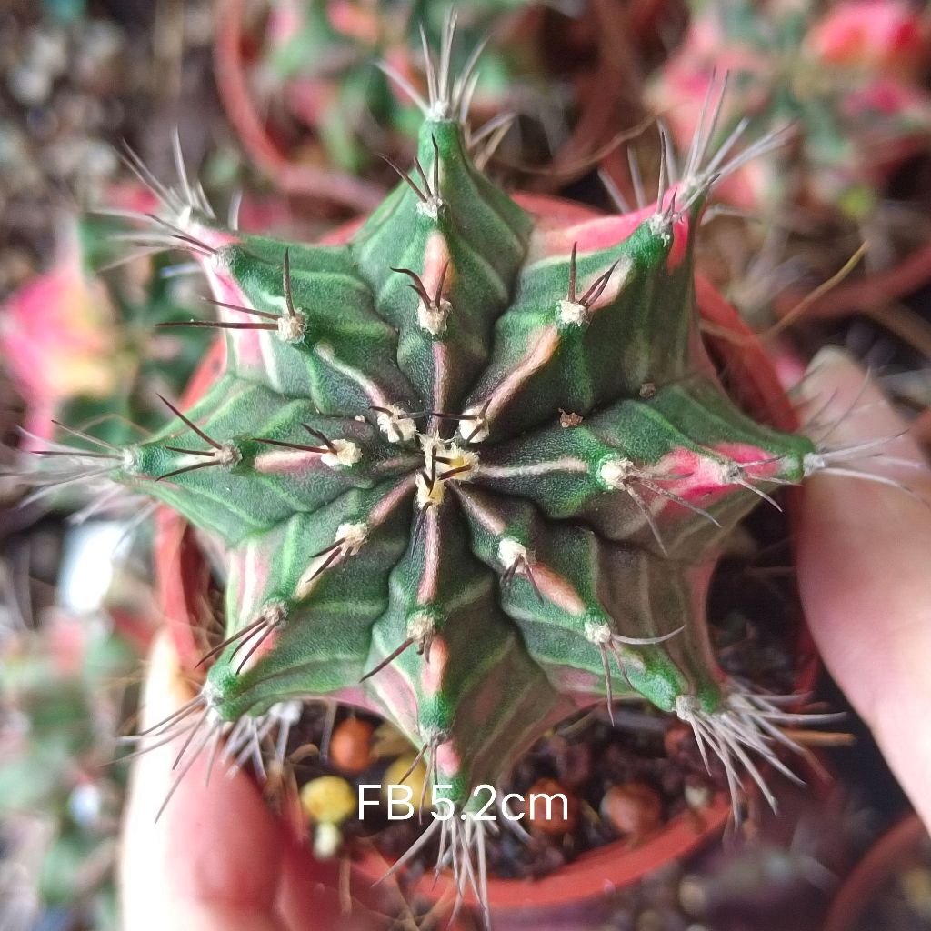 GYMNOCALYCIUM ID FISH BONE CACTUS (OFFSETS WITH SHORT ROOTS) | Shopee Malaysia