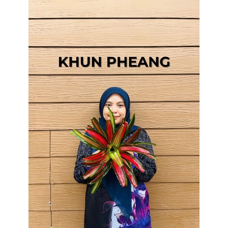 BUNGA BROMELIAD KHUN PHEANG | Shopee Malaysia