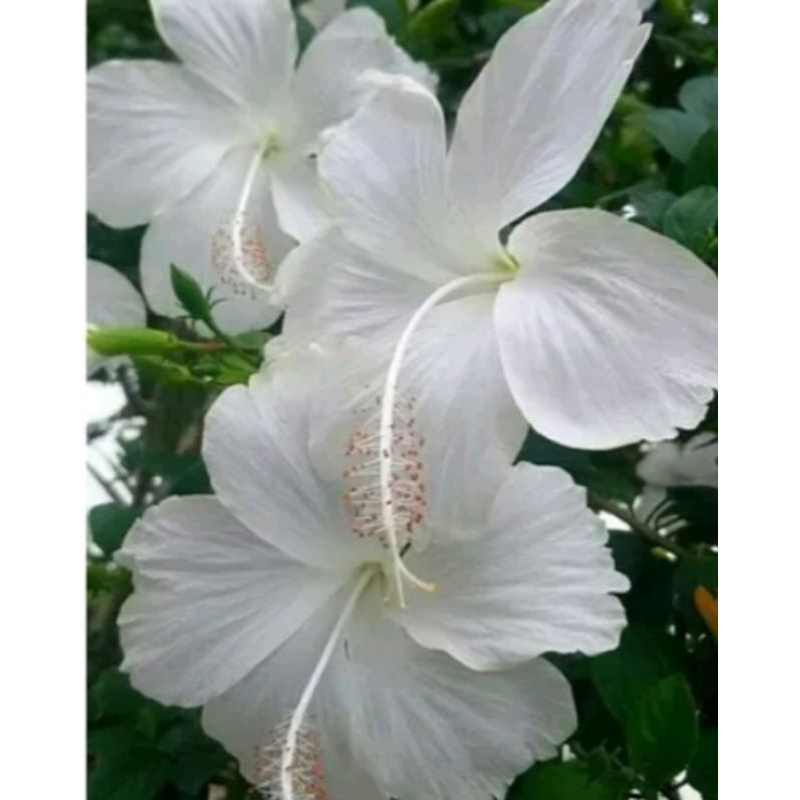 Anak Pokok Raya Putih (Hibiscus -White) Pokok dah matang | Shopee Malaysia