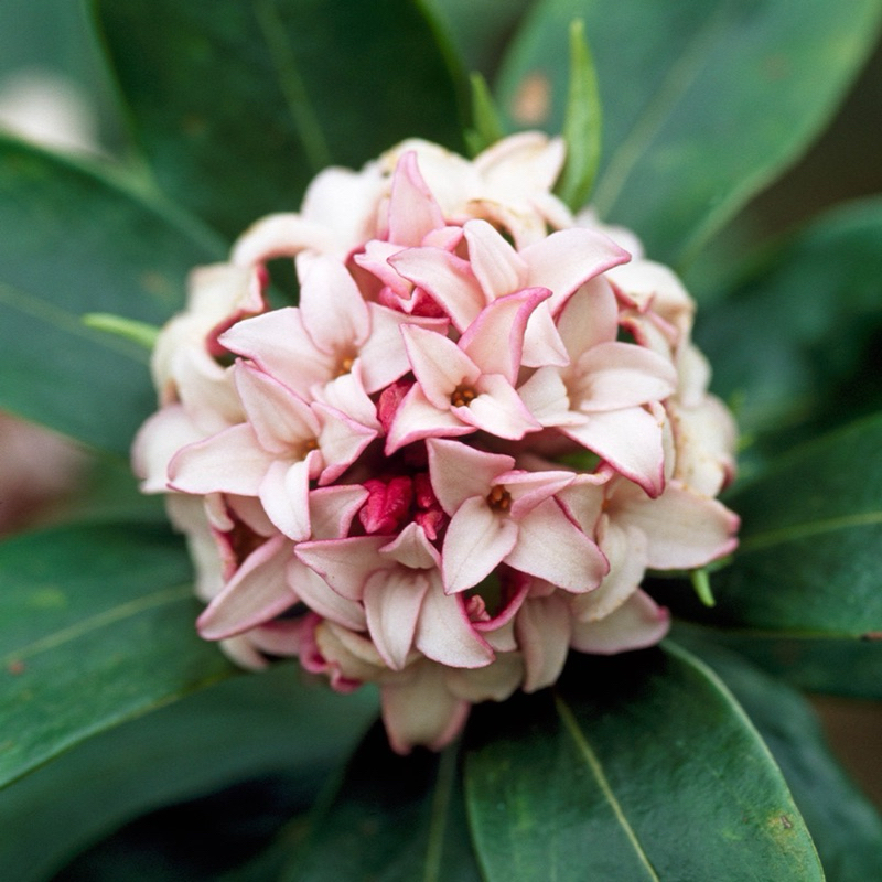 🔥WANGI🔥 WINTER DAPHNE TREE / Paradise Plant / Spurge Flax / Jinchoge ...