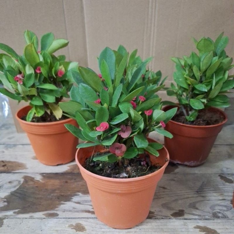 pokok Mahkota duri warna kuning | Shopee Malaysia