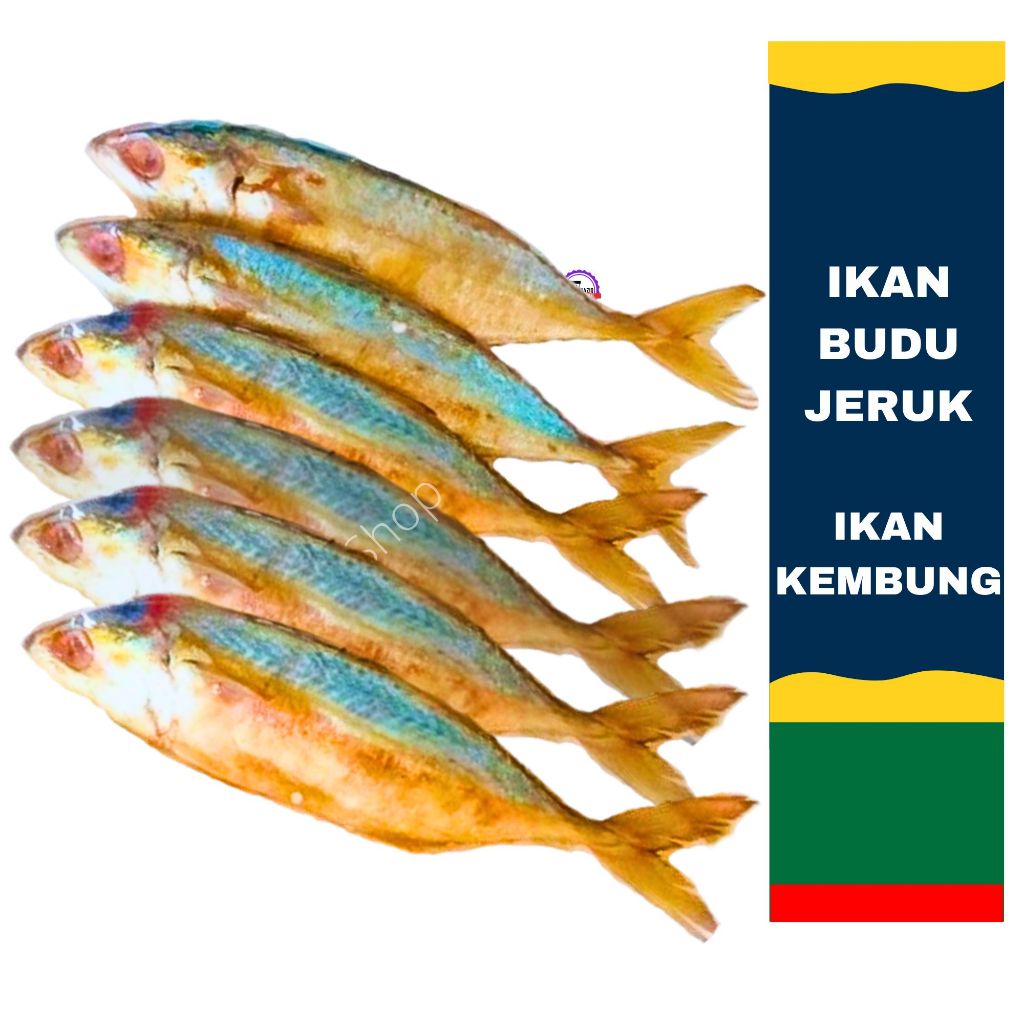 Ikan Budu Jeruk Ikan Kembung (Borong Boleh) | Shopee Malaysia