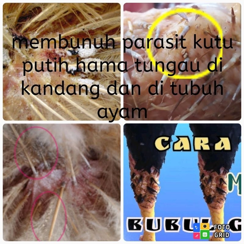 membunuh parasit kutu putih hama tungau merah di kandang dan di tubuh ...