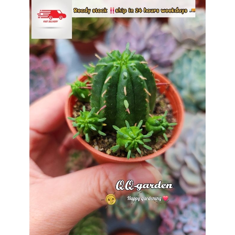 QQ-garden🌷世蟹丸(稀有)Euphorbia Pulvinata(rare) 大戰属科cactus仙人掌cactaceae live ...