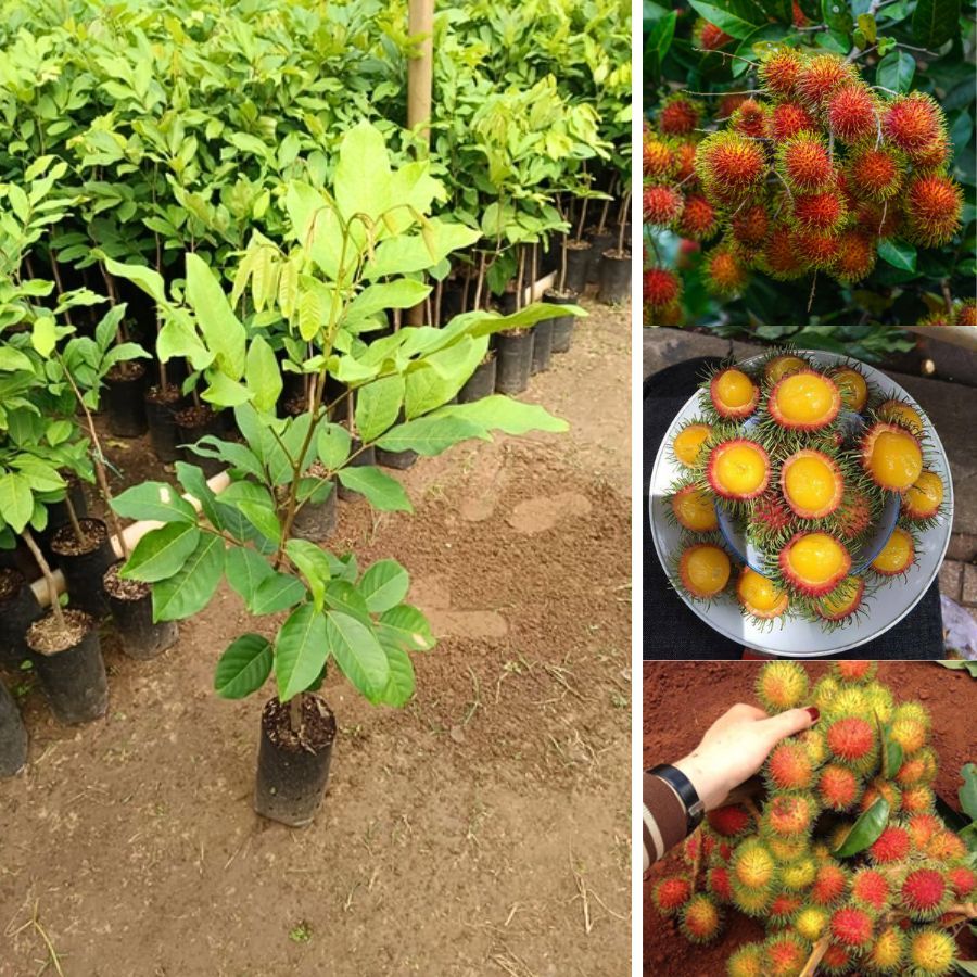 [Ready Stock] Anak Pokok Rambutan – Hasilkan Buah Banyak dengan Daging ...