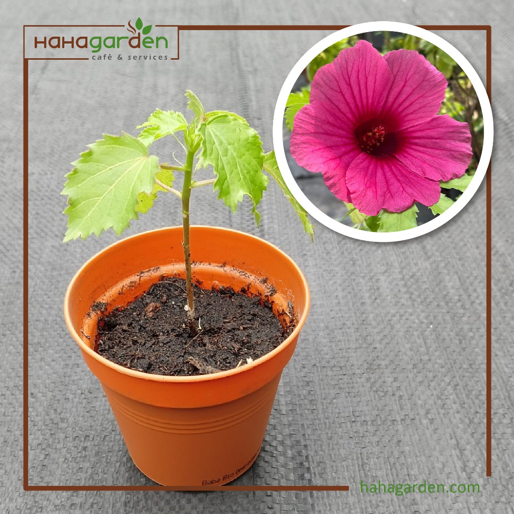 Anak Pokok Kenaf/ Kenaf Sapling/ Bunga Raya Hutan/ Hibiscus Cannabinus (LIVE PLANT) | Shopee ...