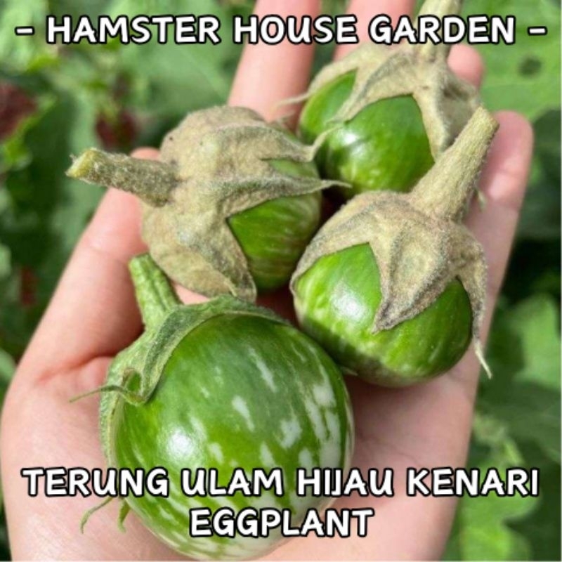 HSK [30pc] TERUNG ULAM HIJAU BULAT | BENIH UNGGUL BINTANG ASIA KENARI ...