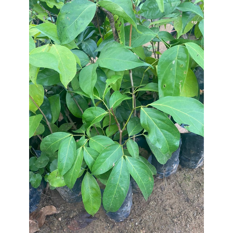 Pokok Kerdas / Pokok Genuat | Shopee Malaysia