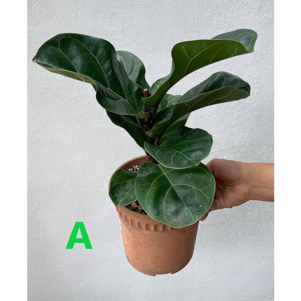 Ficus Lyrata Fiddle-leaf fig) - Moraceae Live Indoor Plant Pokok ...