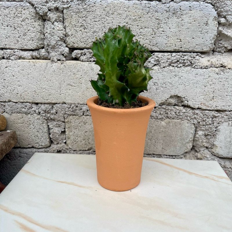 cactus pot - pasu kaktus - kod; SK - B | Shopee Malaysia