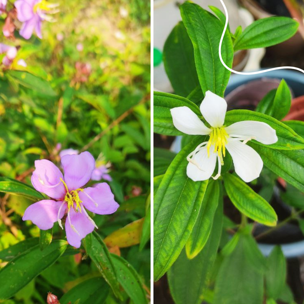 Anak Pokok Senduduk Putih & Senduduk Ungu / Melastoma Malabathricum L ...